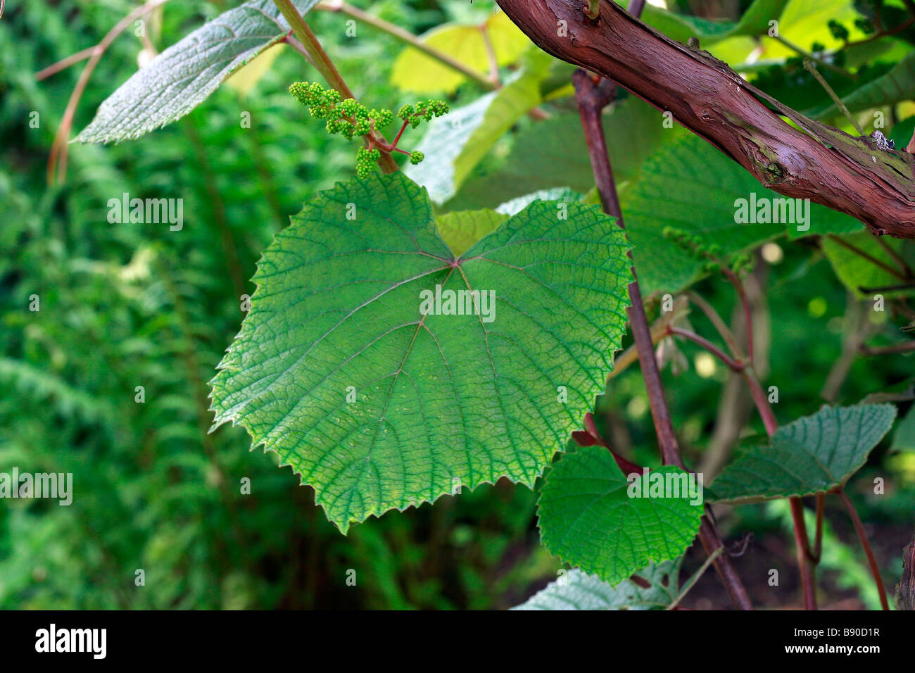 Vitis coignetiae hi-res stock photography and images - Alamy