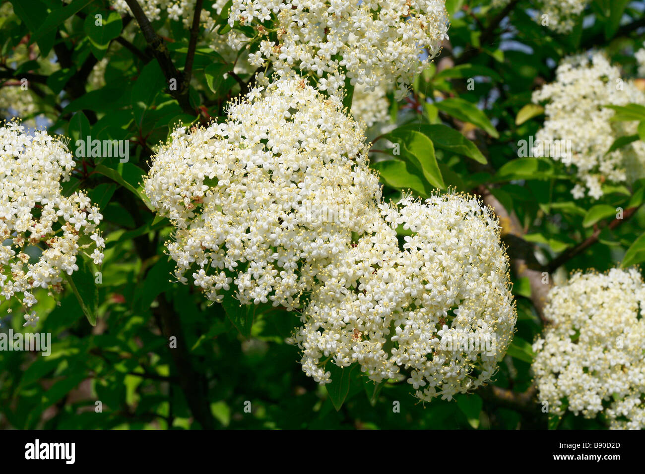Cassinoides hi-res stock photography and images - Alamy
