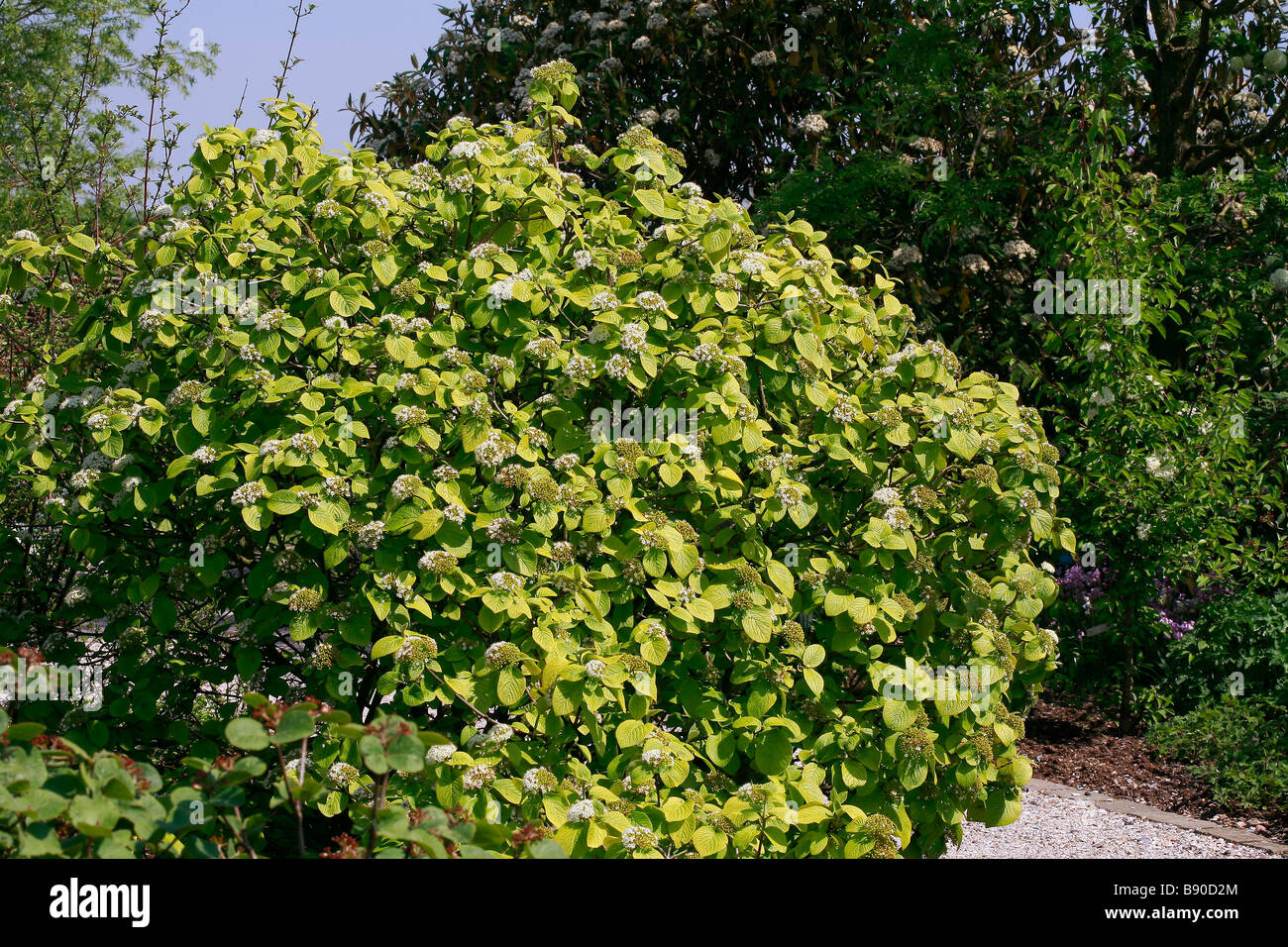 Viburnum lantana "Aureum Stock Photo - Alamy