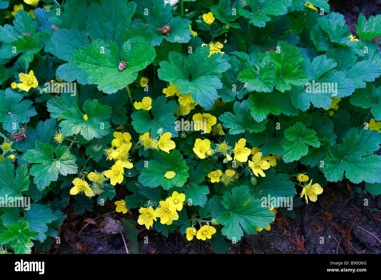 Geoides hi-res stock photography and images - Alamy