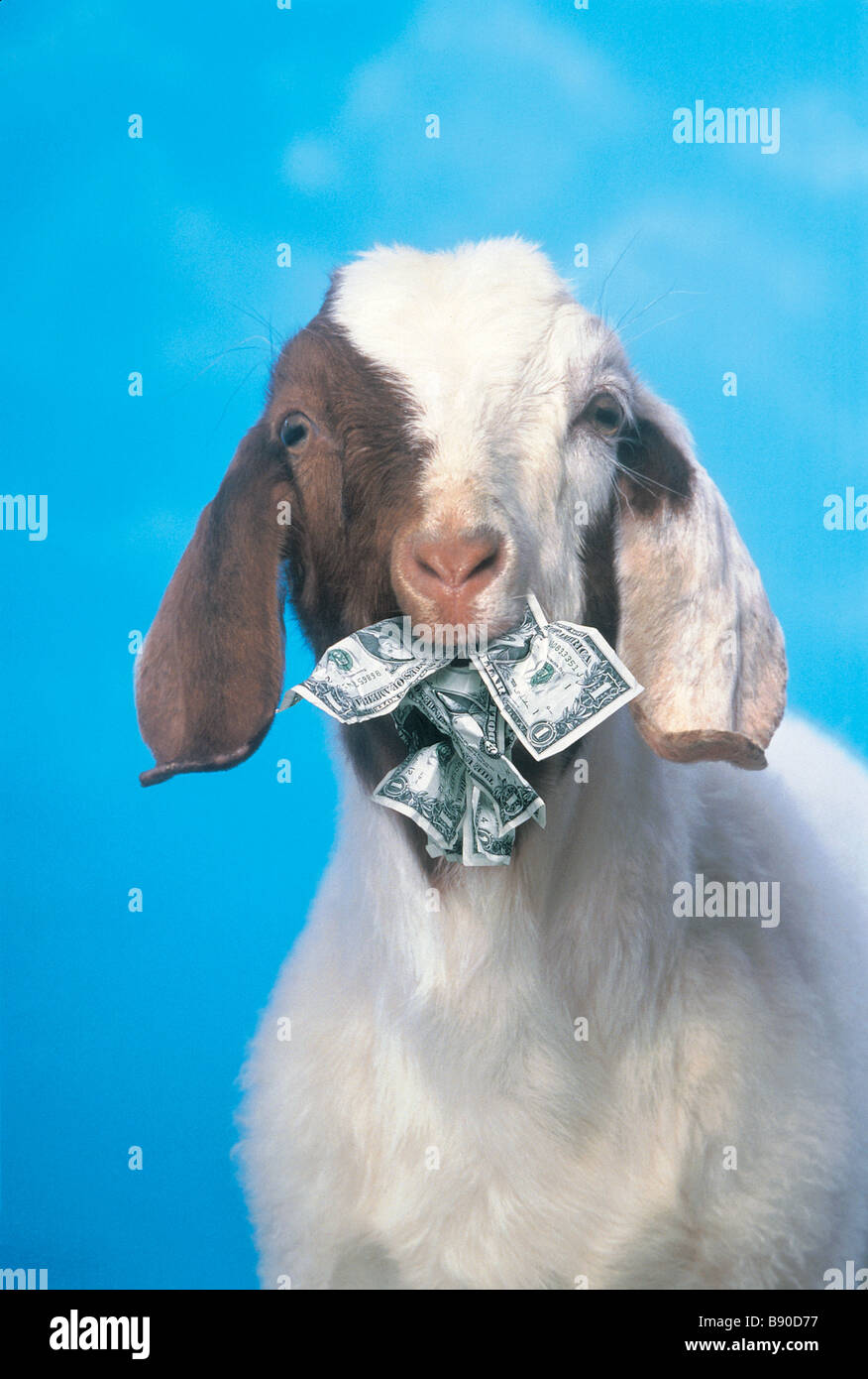 FL2313, KITCHIN/HURST; Goat mouthful money Stock Photo - Alamy