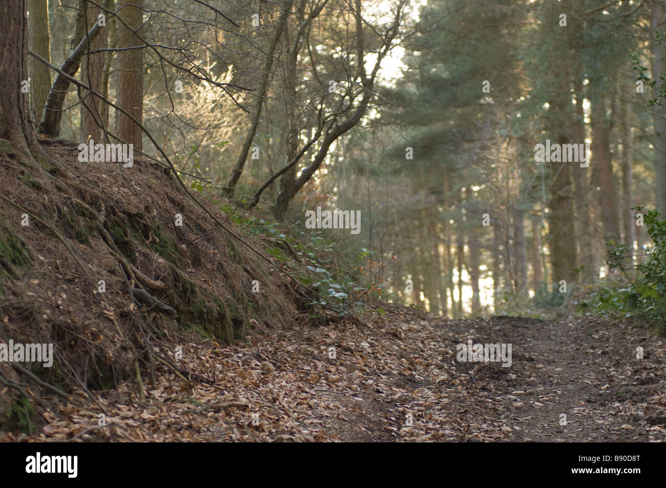 Sunken forest track, dating from Bronze Age, North Yorkshire, UK Stock ...