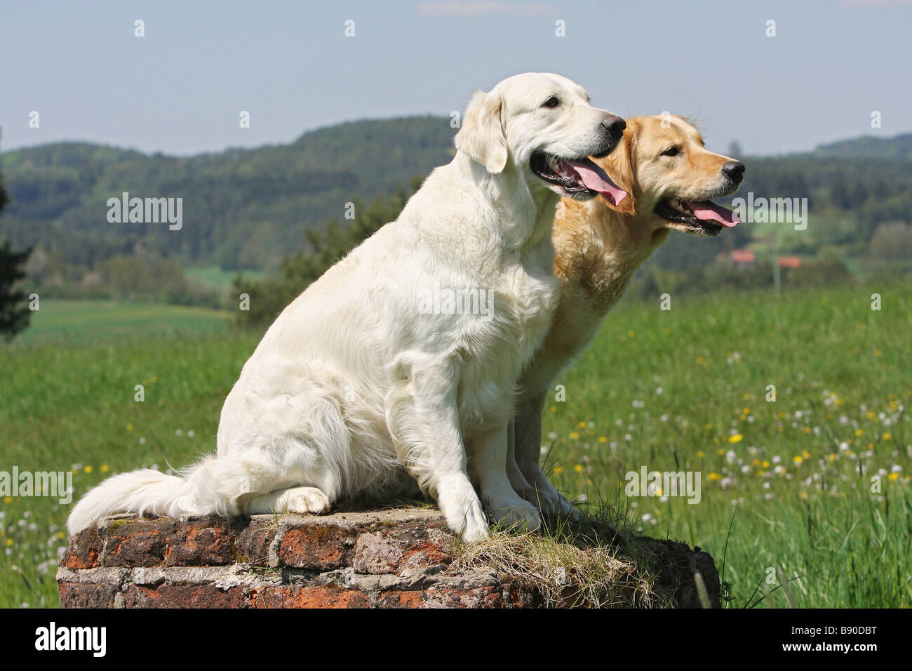two Golden Retriever dogs - sitting Stock Photo - Alamy