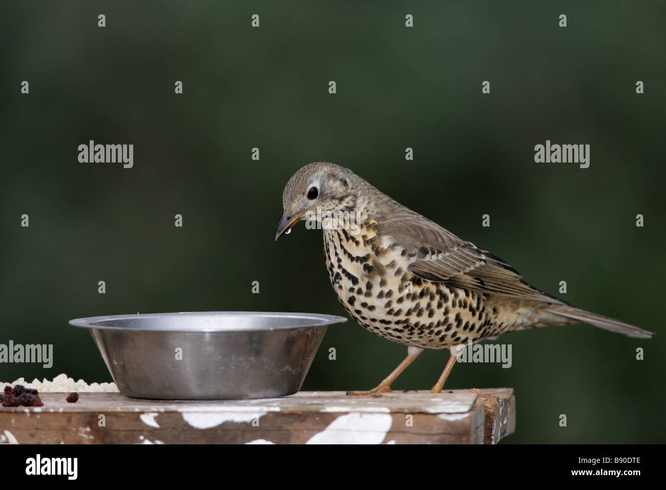 Viscivorus hi-res stock photography and images - Alamy