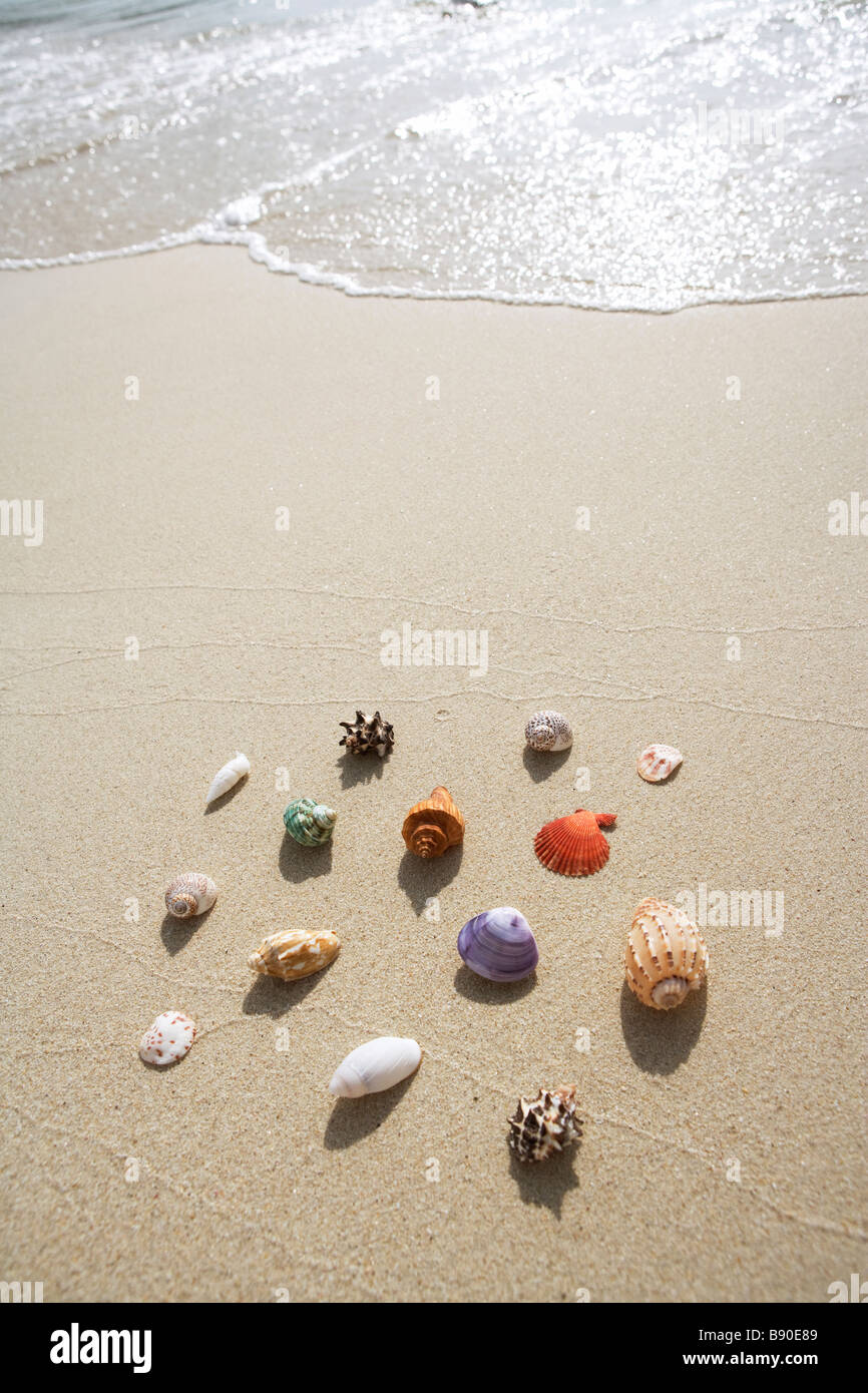 Shells on a beach Stock Photo - Alamy