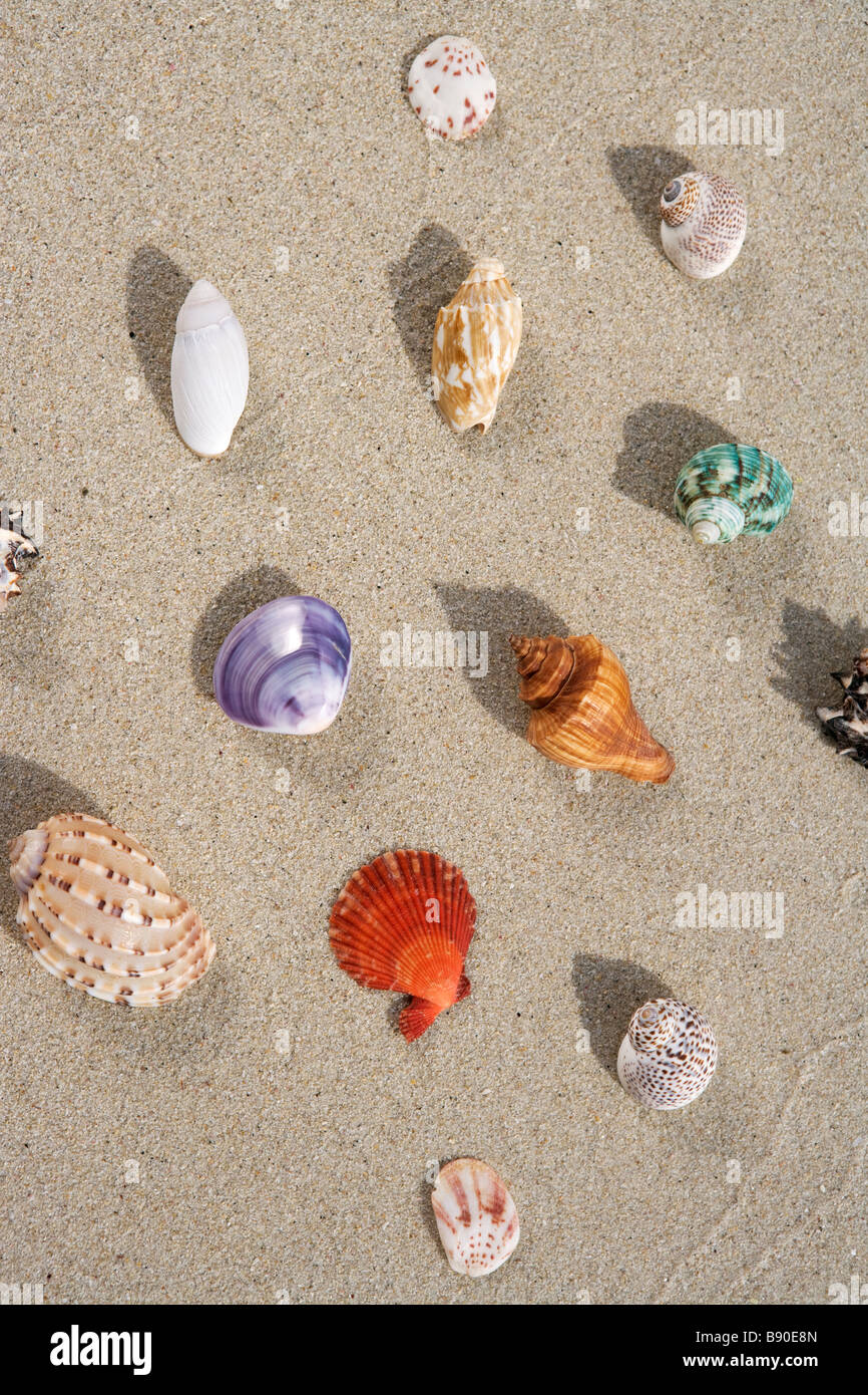 Seashell variations hi-res stock photography and images - Alamy