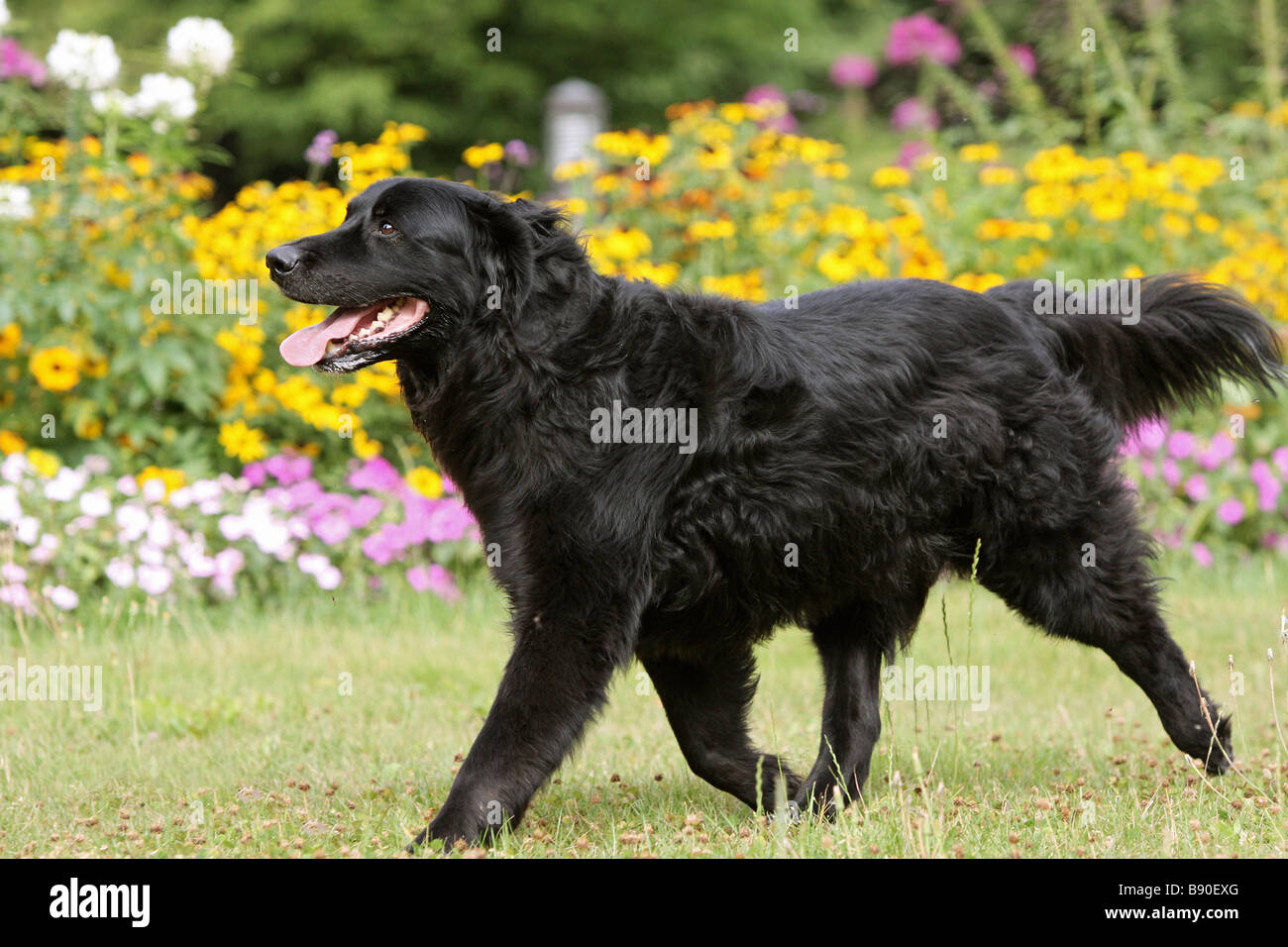 half breed dog on meadow Stock Photo - Alamy