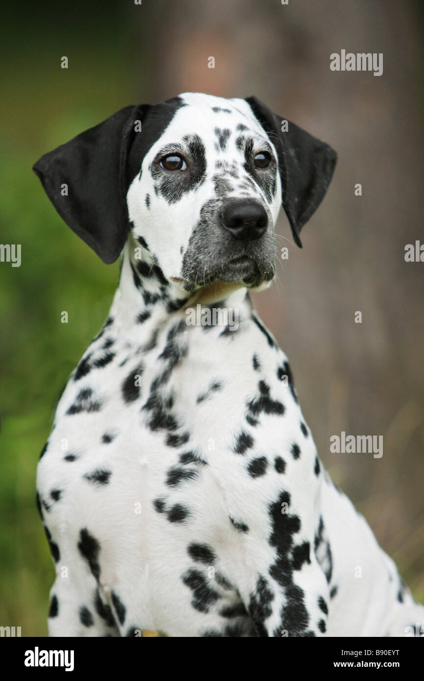 Dalmatian dog - portrait Stock Photo - Alamy