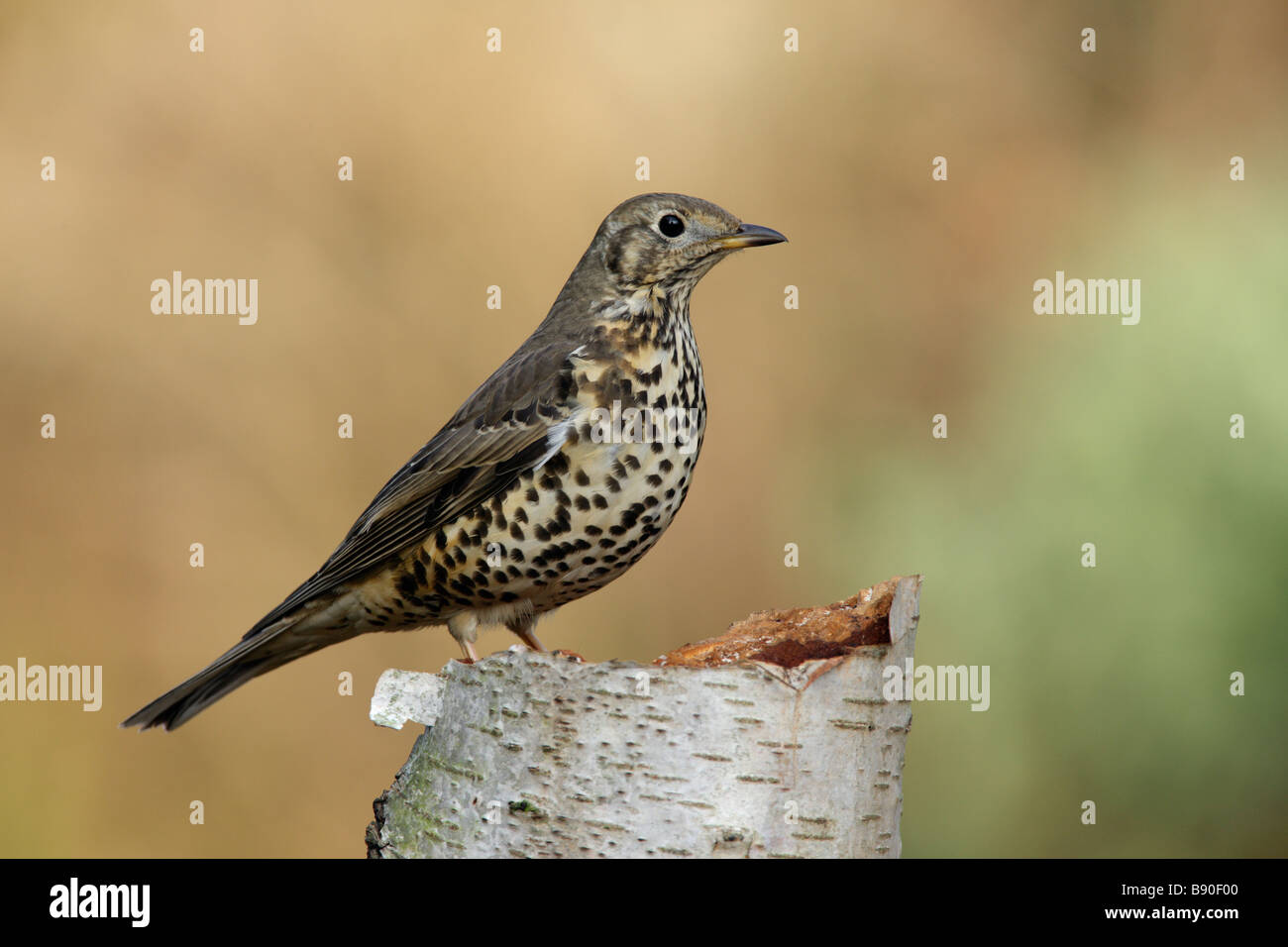 Mistle Thrush Turdus viscivorus Stock Photo - Alamy