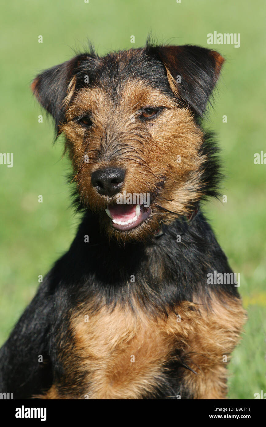 German hunting terrier portrait hi-res stock photography and images - Alamy