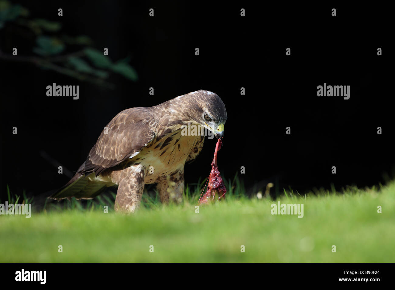 Buzzard feeding hi-res stock photography and images - Alamy