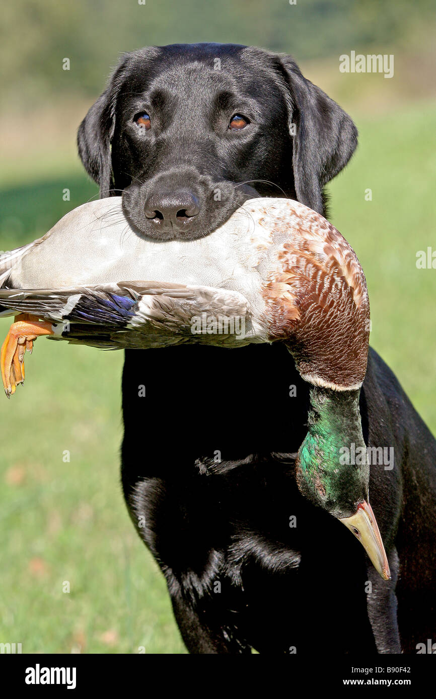 Black labrador with duck hi-res stock photography and images - Alamy