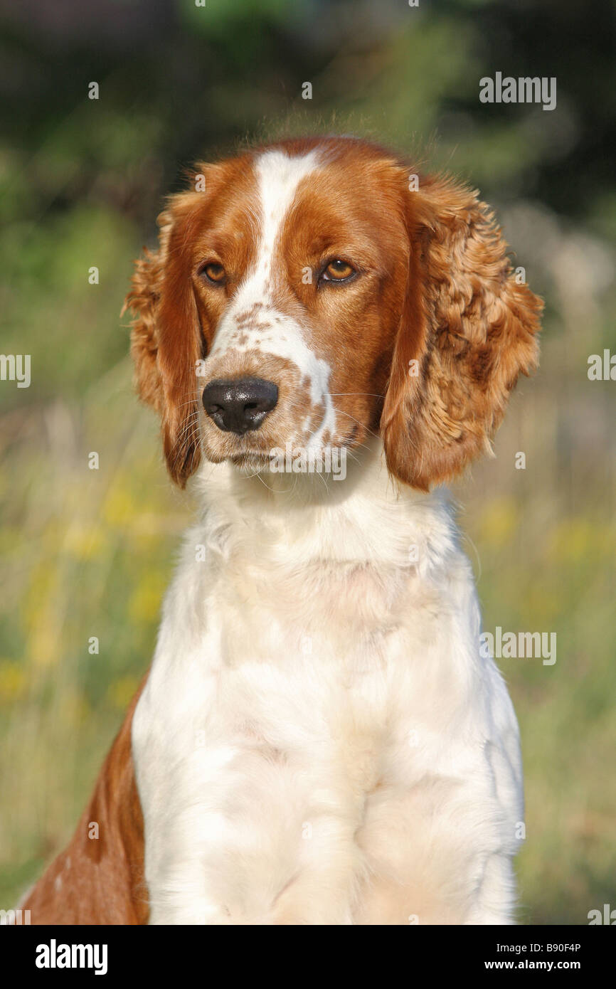 Welsh spaniel hi-res stock photography and images - Alamy