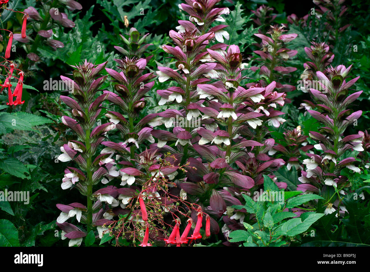 Acanthus an hi-res stock photography and images - Alamy