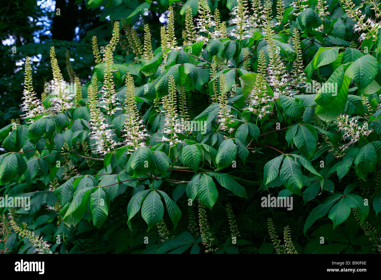 Parviflora hi-res stock photography and images - Alamy