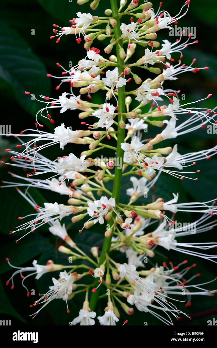 Parviflora hi-res stock photography and images - Alamy