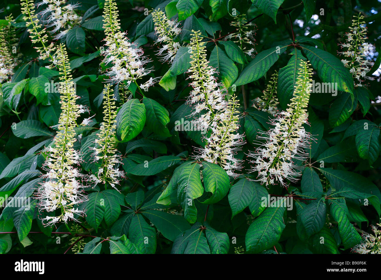 Parviflora hi-res stock photography and images - Alamy