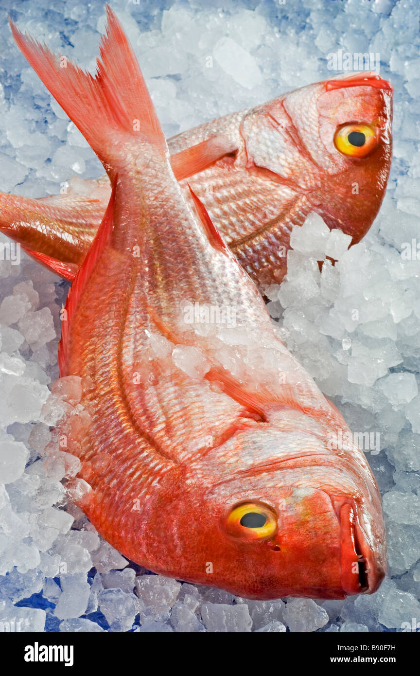 Two fresh red snappers on ice Stock Photo - Alamy