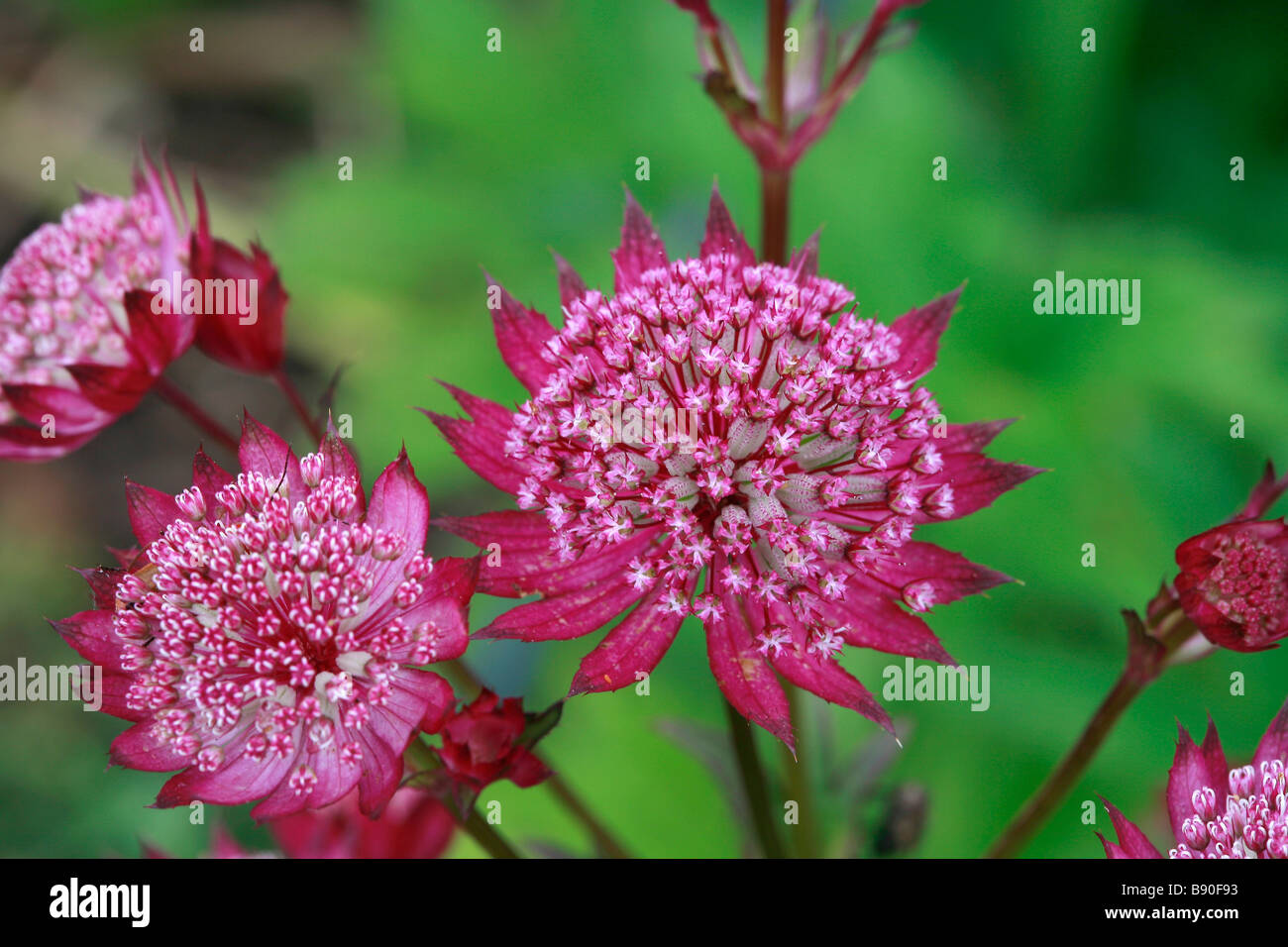 Astrantia hadspen blood hi-res stock photography and images - Alamy