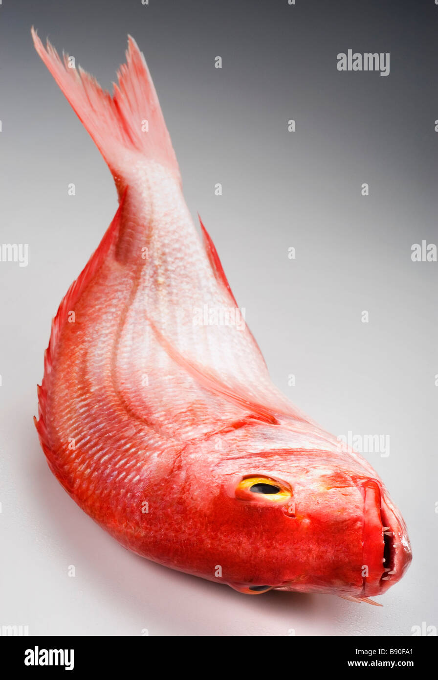 Red mediterranean snapper fish Stock Photo - Alamy