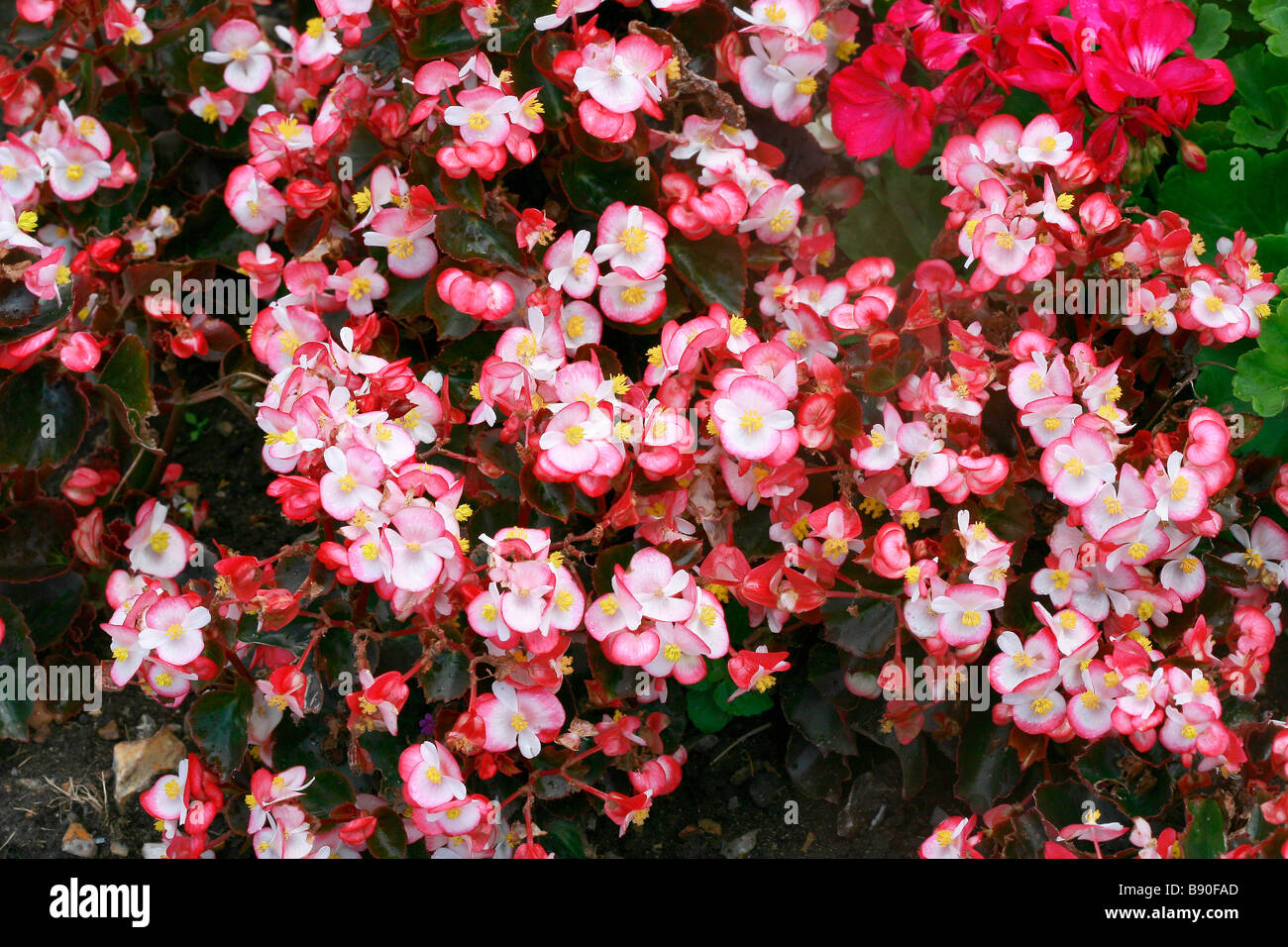 Begonia semperflorens hi-res stock photography and images - Alamy