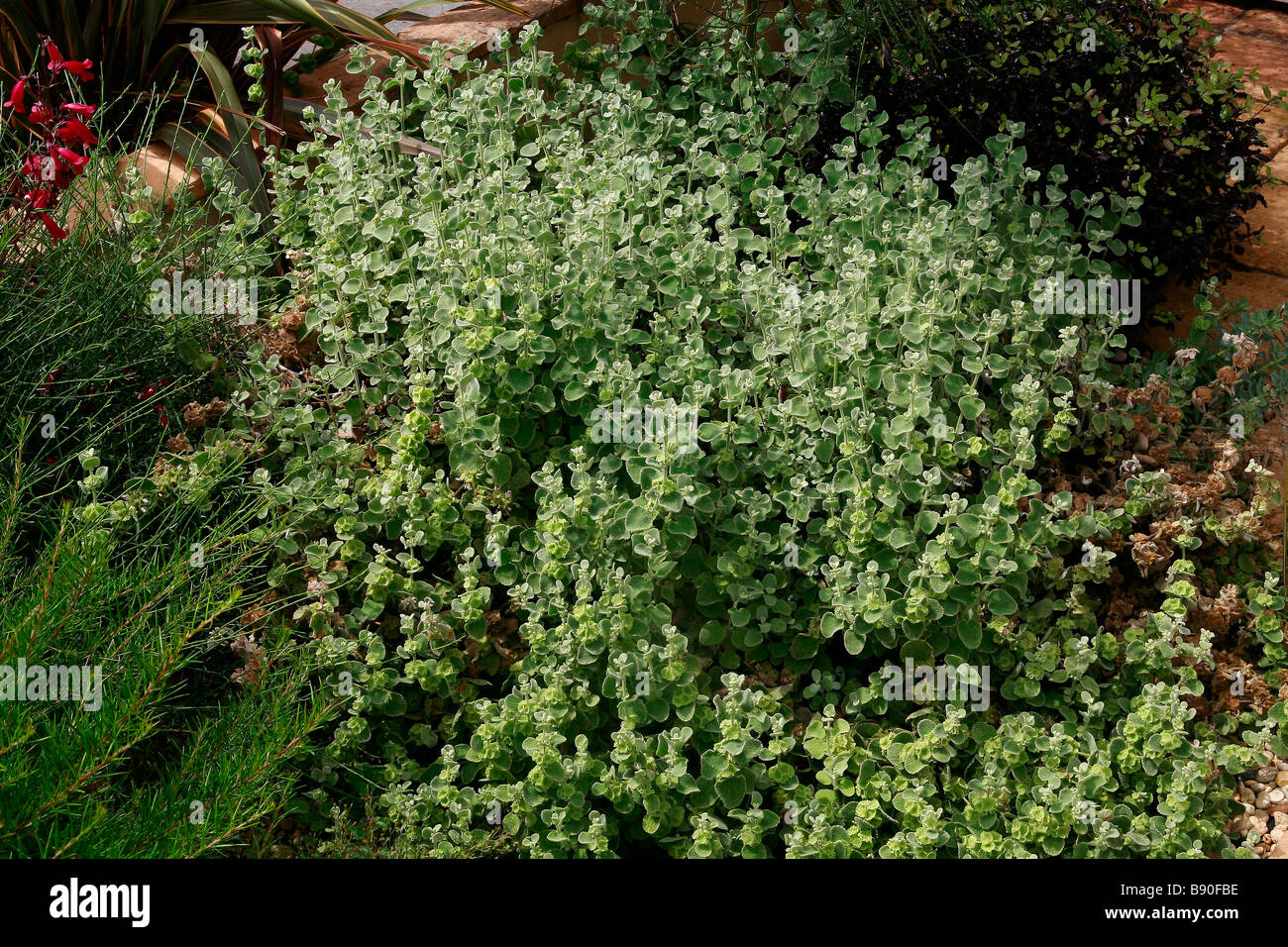 Pseudodictamnus hi-res stock photography and images - Alamy