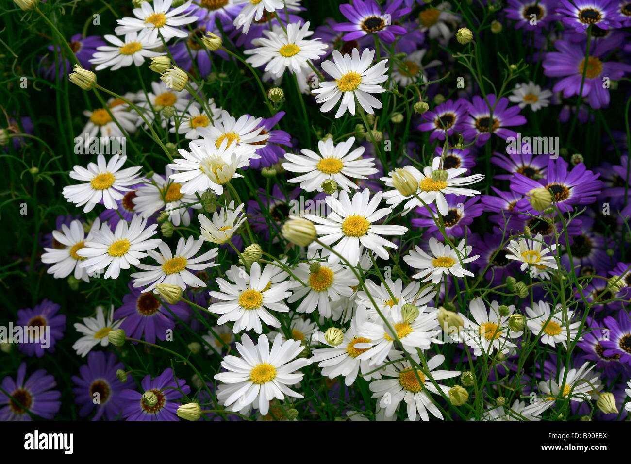 Brachyscome iberidifolia White Splendour and Summer Skies Stock Photo ...