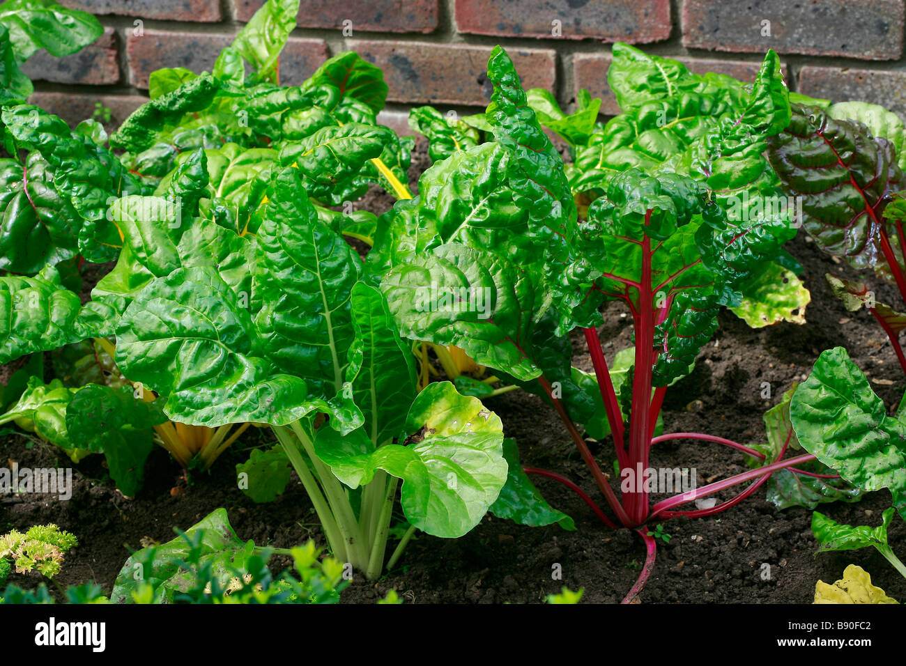Bieta hi-res stock photography and images - Alamy