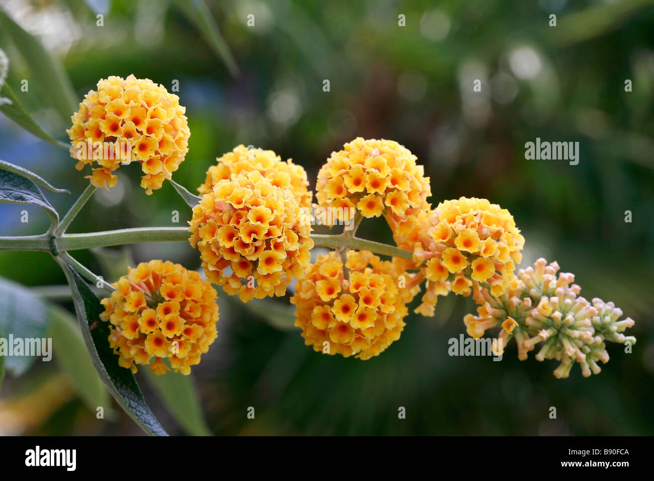 Buddleja globosa hi-res stock photography and images - Alamy