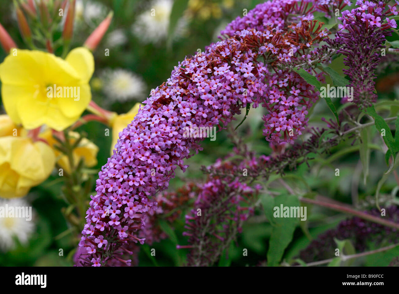 Buddleja davidii Empire Blue Stock Photo - Alamy
