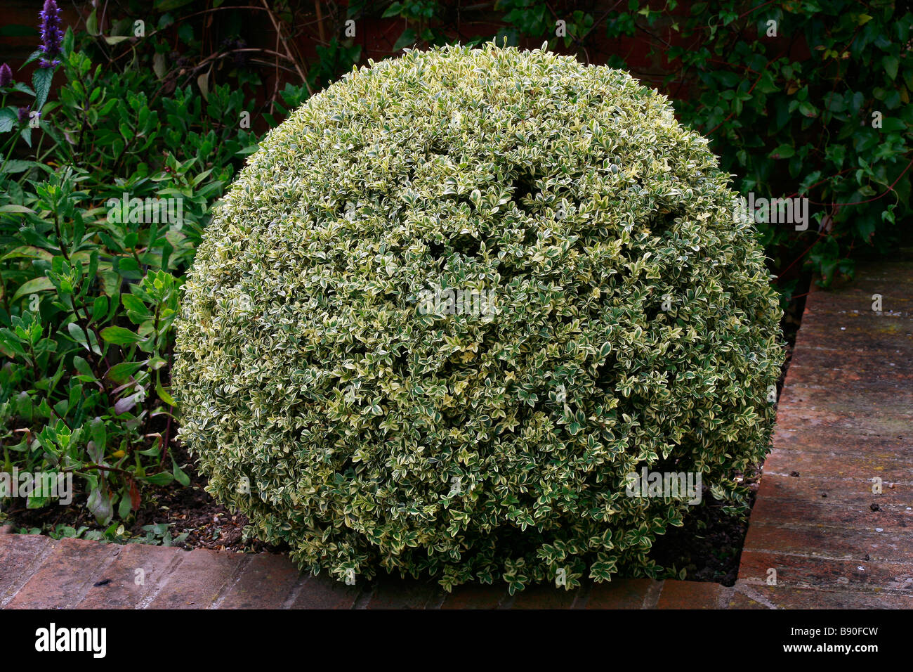 Buxus sempervirens Elegantissima Stock Photo - Alamy
