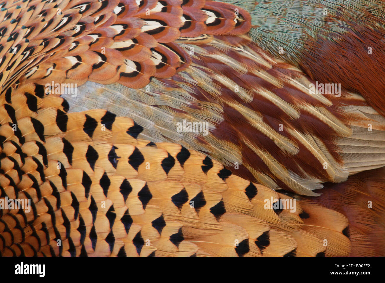 Pheasant feather hi-res stock photography and images - Alamy