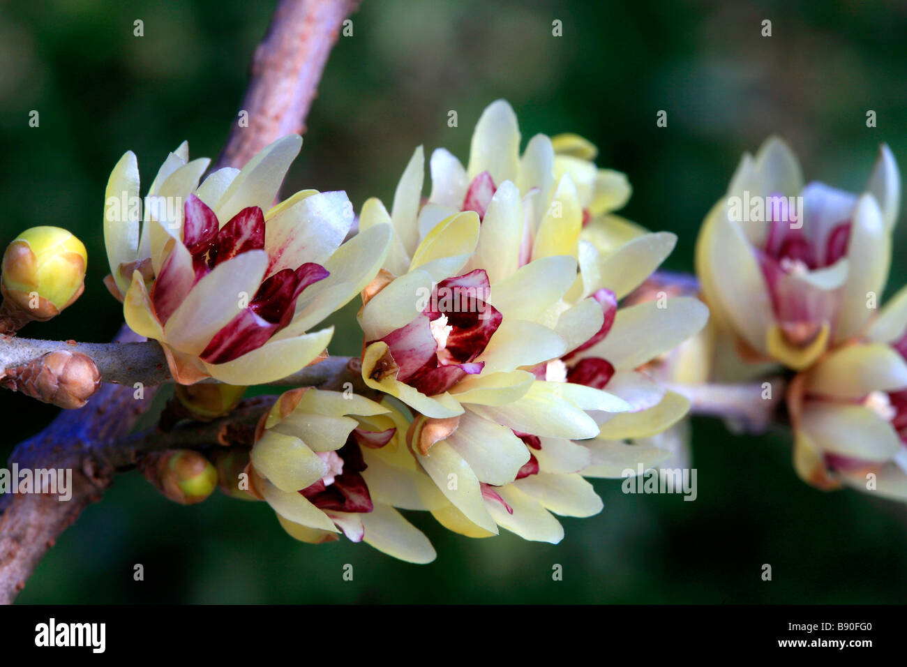 Praecox hi-res stock photography and images - Alamy