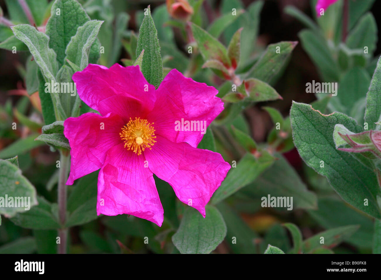 Cistus sunset hi-res stock photography and images - Alamy