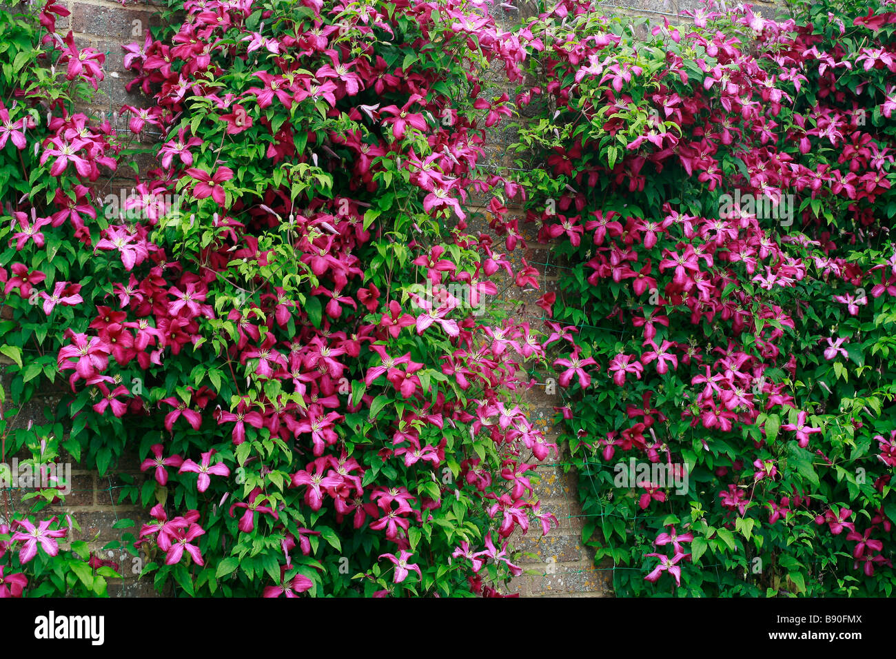 Clematis viticella Madame Julia Correvon Stock Photo - Alamy