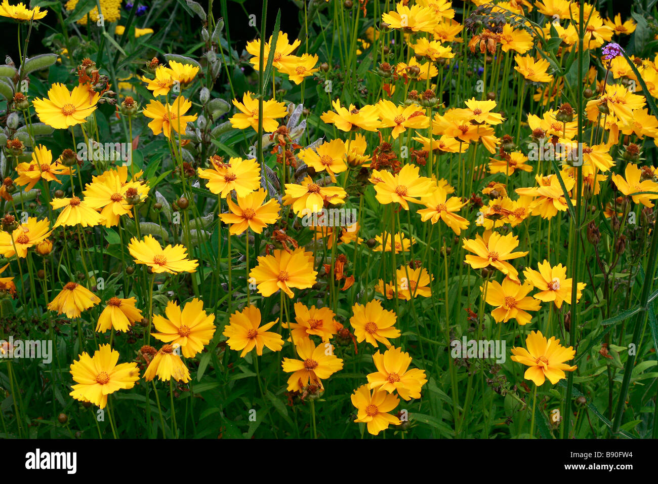 Coreopsis hybrid hi-res stock photography and images - Alamy