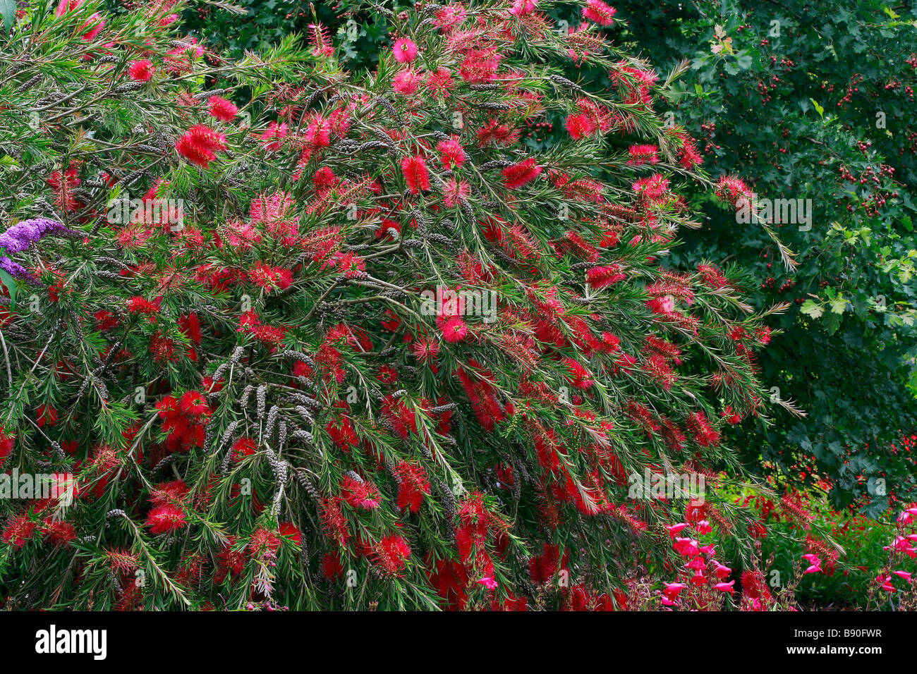Callistemon rigidus hi-res stock photography and images - Alamy