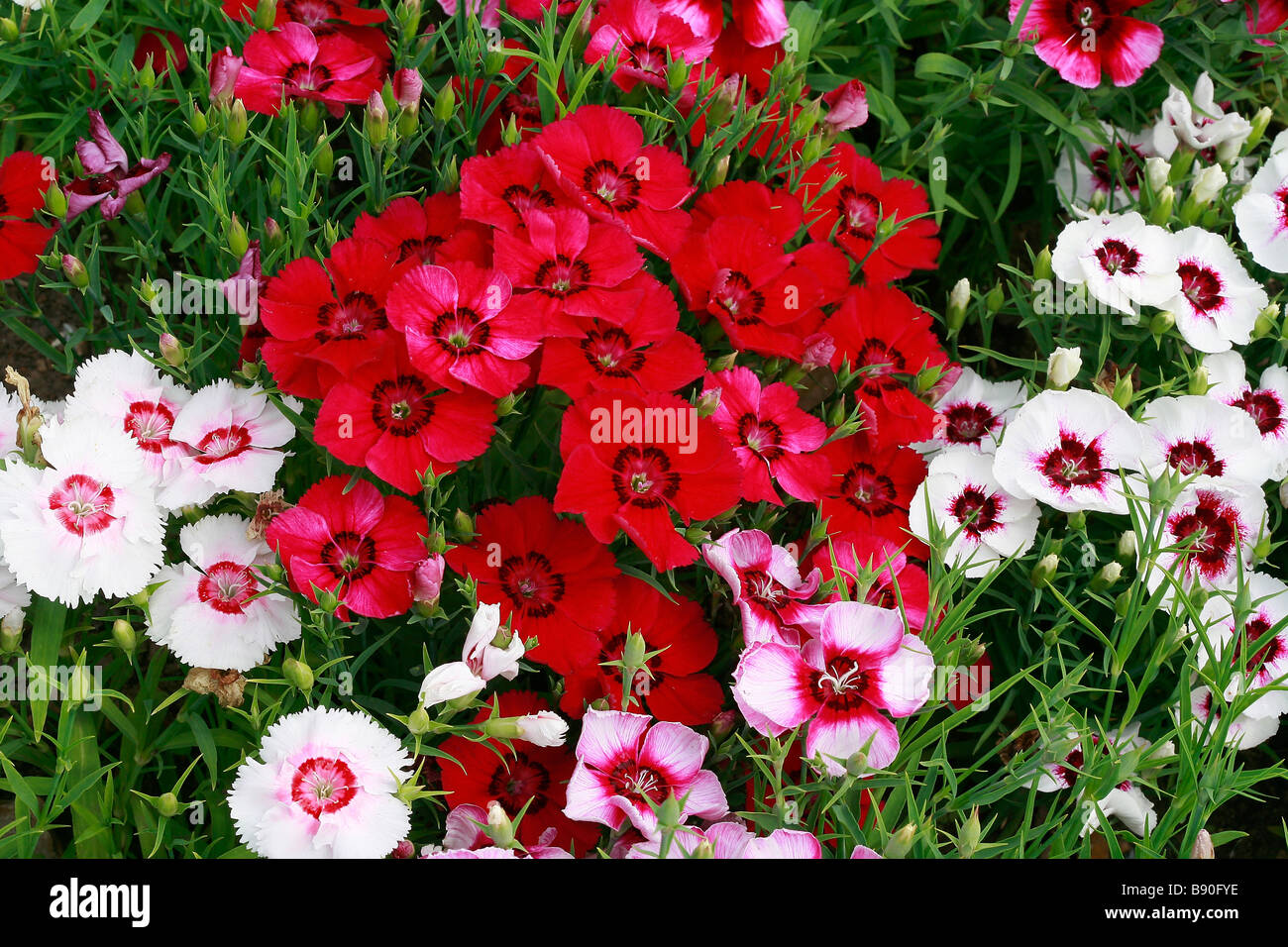 Dianthus chinensis Baby Doll Stock Photo - Alamy
