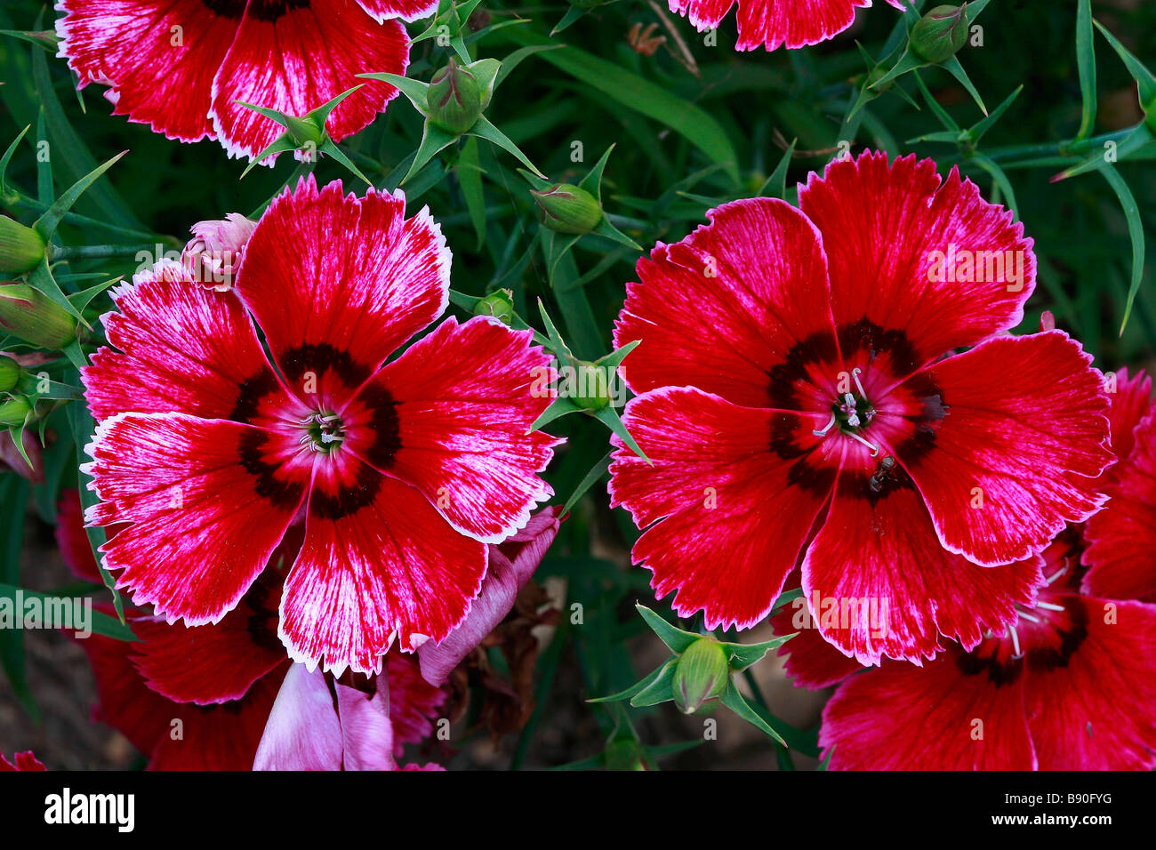 Dianthus chinensis Baby Doll Stock Photo - Alamy