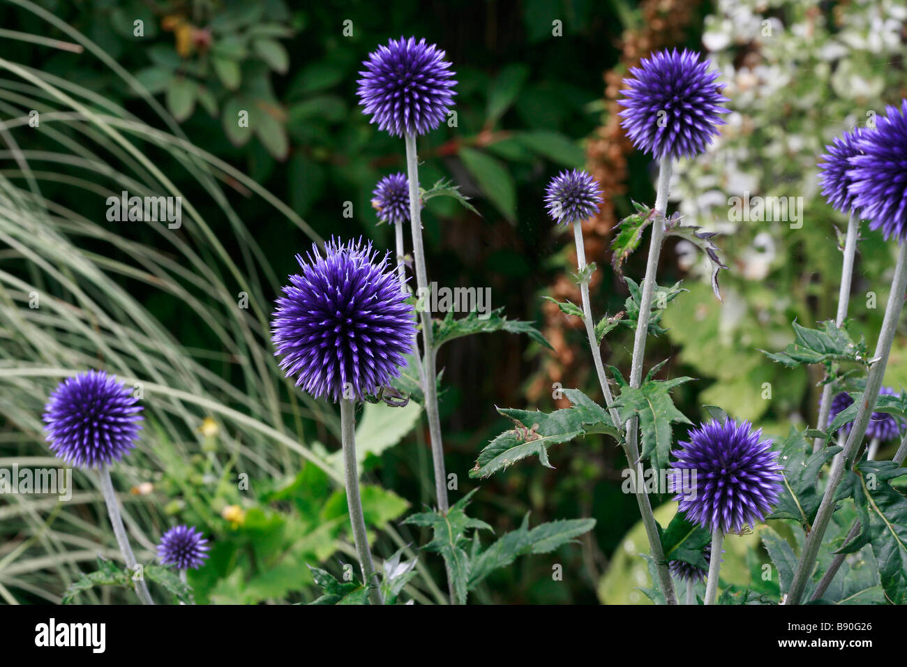 Echinops ritro Veitch's Blue Stock Photo - Alamy