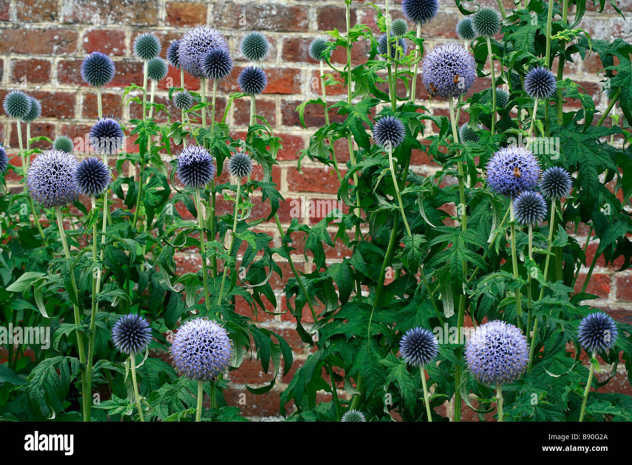 Echinops ritro hi-res stock photography and images - Alamy