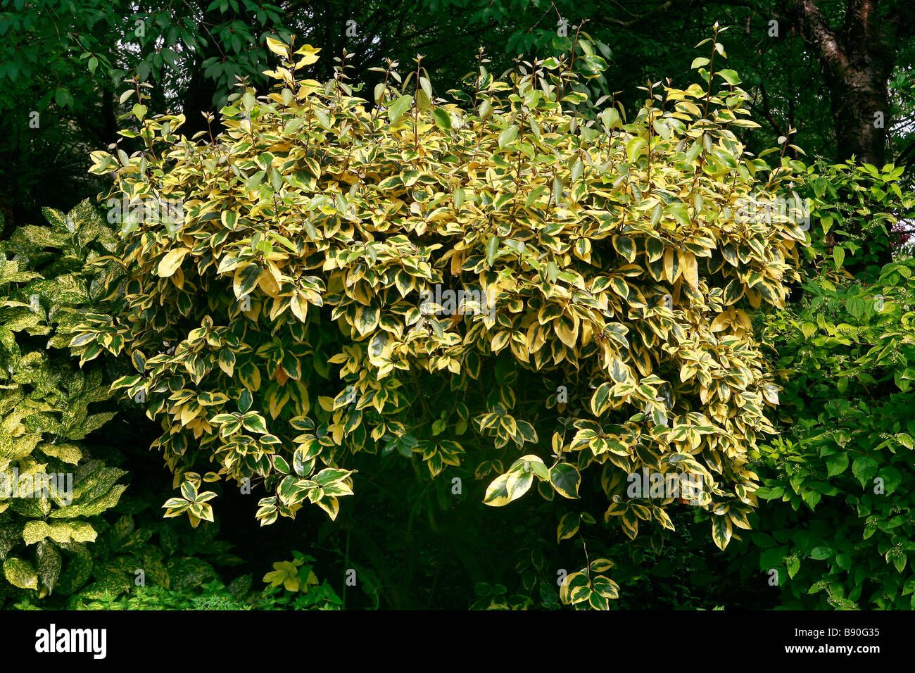 Elaeagnus ebbingei Gilt Edge Stock Photo - Alamy