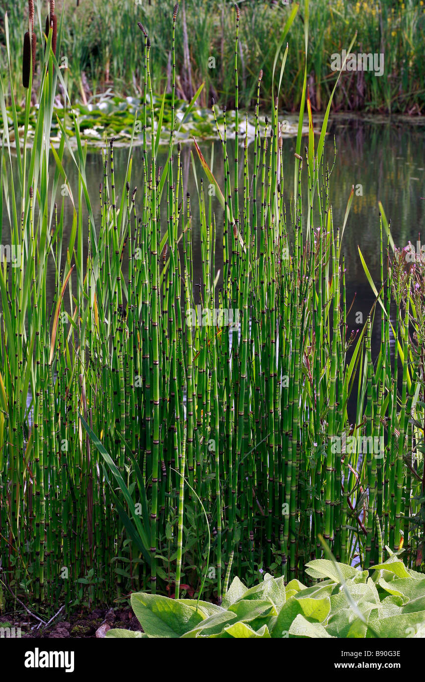 Equisetum hyemale Stock Photo - Alamy