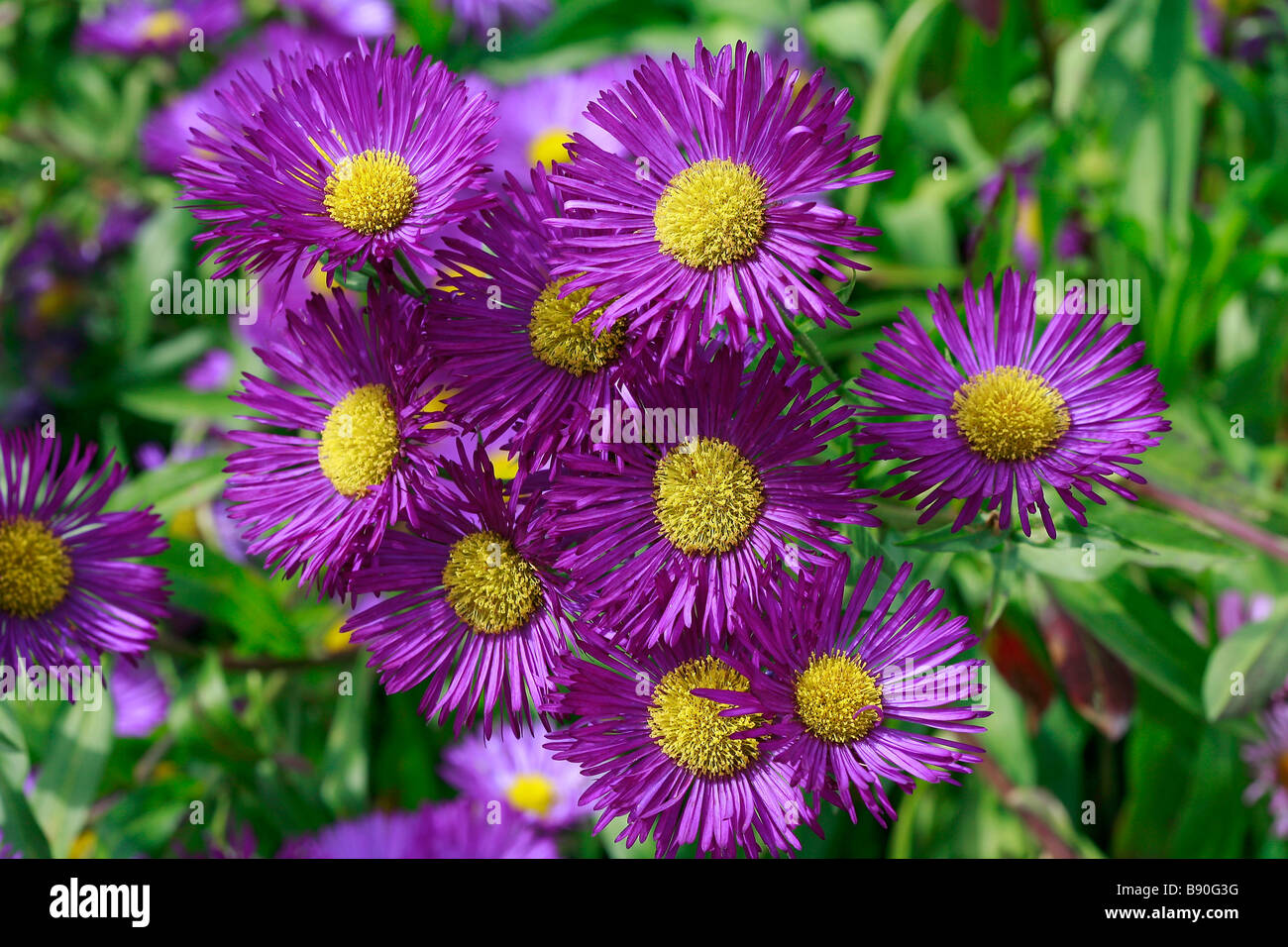 Erigeron speciosus hi-res stock photography and images - Alamy