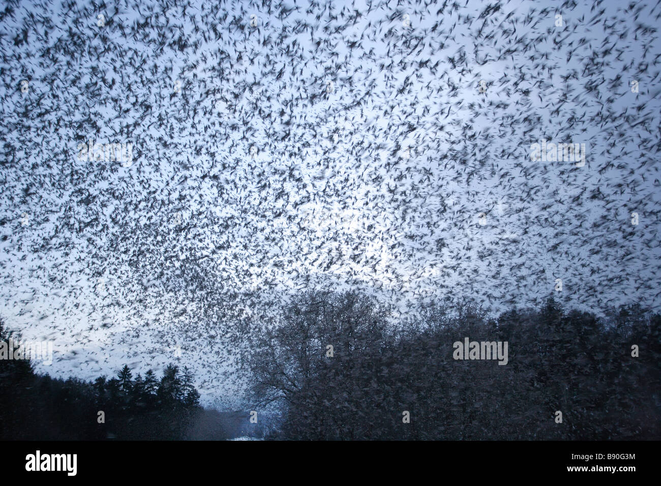 Winter finch flock hi-res stock photography and images - Alamy
