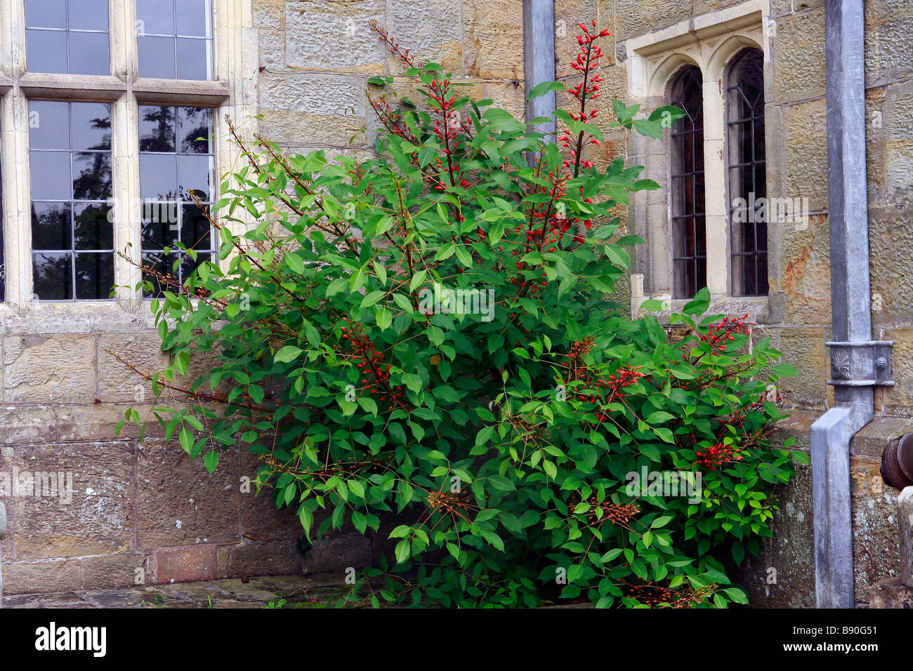 Erythrina crista-galli Compacta, cresta di gallo, common coral tree ...