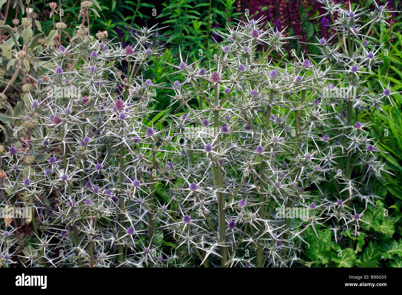Eryngium variifolium, sea holly Stock Photo - Alamy