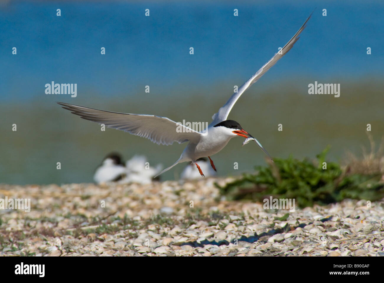 Flussseeschwalbe im Flug - Sterna hirundo Stock Photo - Alamy