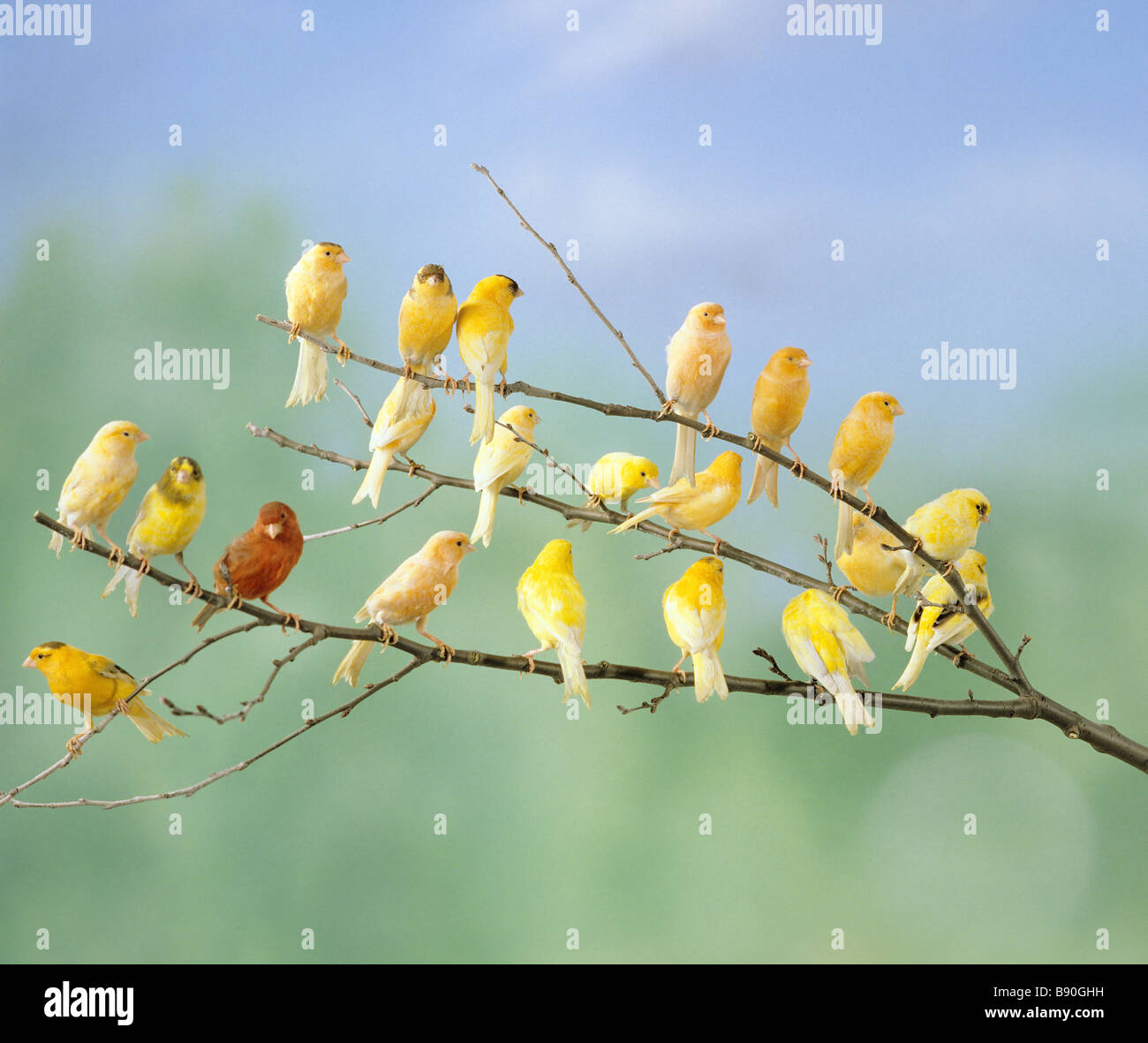 many Canaries sitting on branch Stock Photo - Alamy