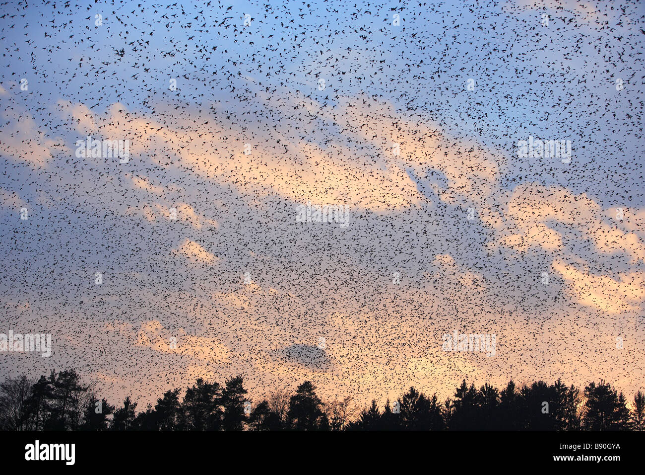 Huge flock of finches fly in to rest for the night Stock Photo - Alamy